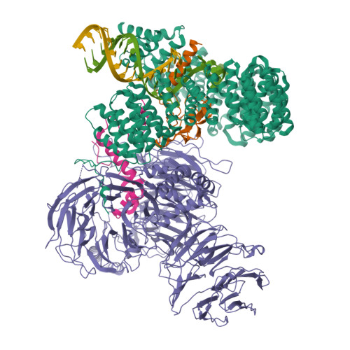 RCSB PDB - 9K1R: Structure of SF3B core in complex with the intron-U2 ...