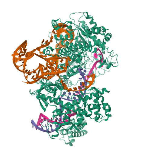 RCSB PDB - 9KLP: Cryo-EM structure of ChCas12b-sgRNA-extended non ...