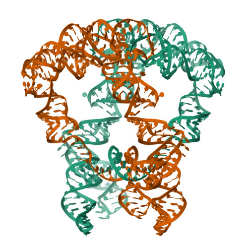 RCSB PDB - 9KPH: Fusobacterium nucleatum ARRPOF RNA dimer conformation 2