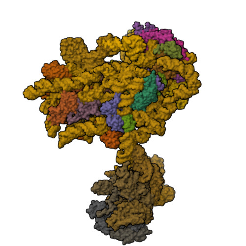 RCSB PDB - 9KRP: Structure of the HCV IRES-dependent 48S translation ...