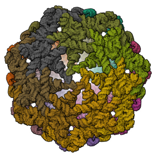 RCSB PDB - 9MEE: GOLLD RNA nanocage (env-38)