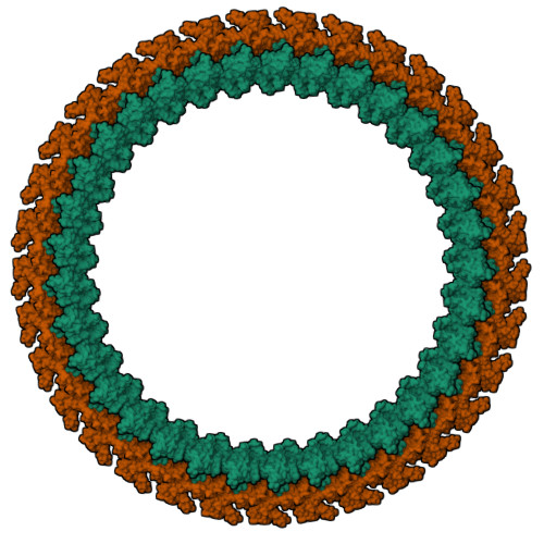 RCSB PDB - 9MYJ: Structure of P. gingivalis PorK and PorN complexes ...