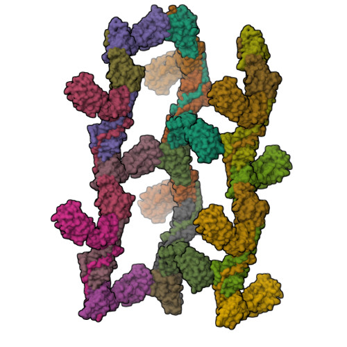 RCSB PDB - 9NU3: Uromodulin filament lattice in the kinked arrangement ...