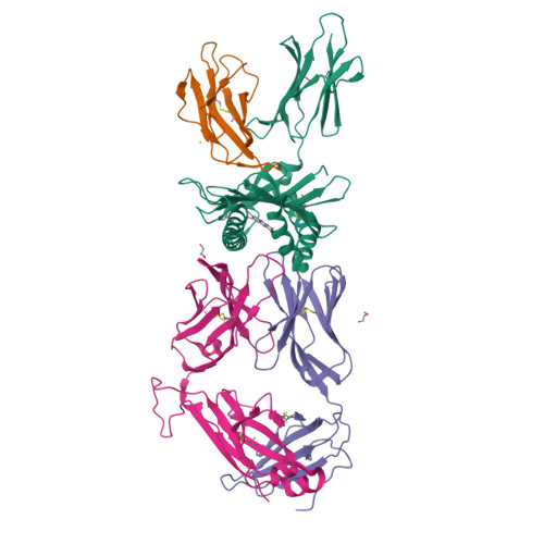 RCSB PDB - 9O08: Structure of human MAIT A-F7 TCR in complex with human ...
