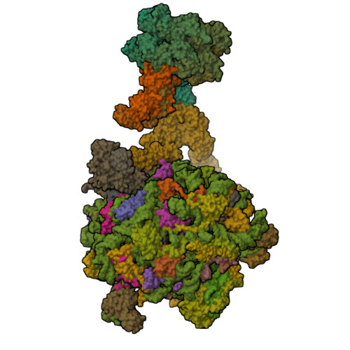 RCSB PDB - 9OFV: Consensus reconstruction of the eukaryotic Ribosome ...