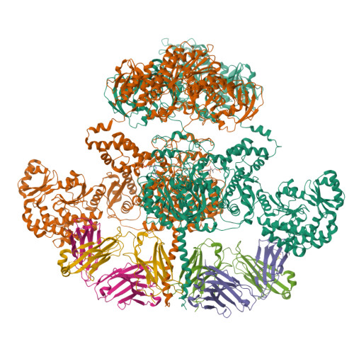 RCSB PDB - 9PC6: Antibody (1B2) Bound Crosslinked Rifamycin Synthetase ...