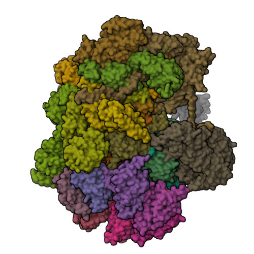 RCSB PDB - 9PMO: Human 26S proteasome bound to TXNL1 with opened gate ...