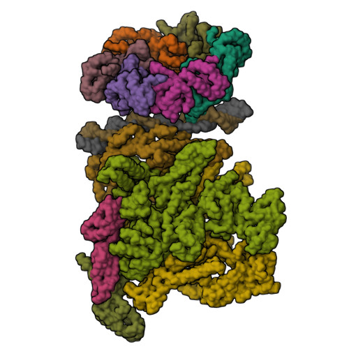 RCSB PDB - 9Q98: CryoEM structure of bacterial transcription intermediate complex mediated by ...