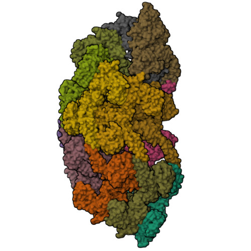 RCSB PDB - 9QCL: S.aureus ClpC tetradecameric resting state