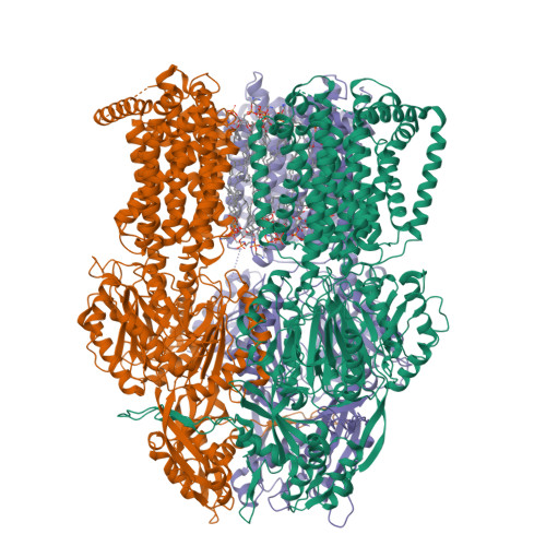 RCSB PDB - 9QPR: Single particle cryo-EM structure of the multidrug ...
