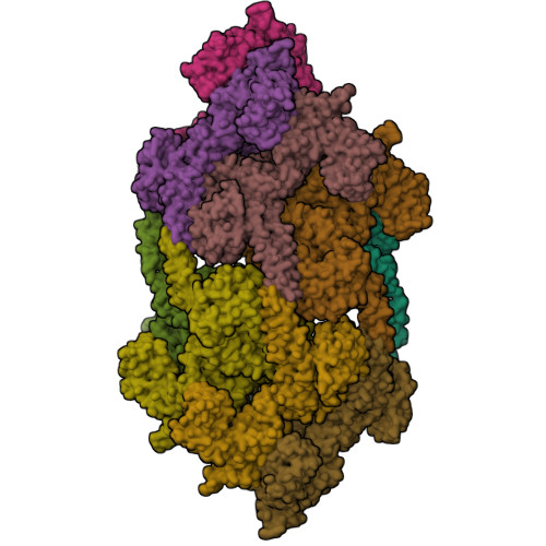 RCSB PDB - 9QQR: S.aureus ClpC decameric resting state