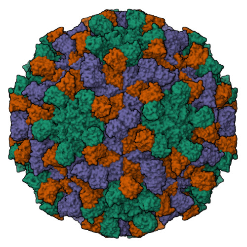 RCSB PDB - 9QVH: Turnip Crinkle Virus: virus-like particles (TCV-P38)