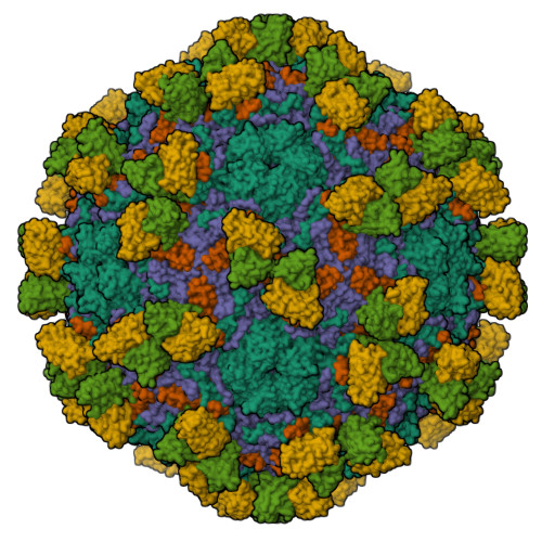 RCSB PDB - 9RIN: EV-A71 (genotype B5) in complex with 17-1-12A Fab