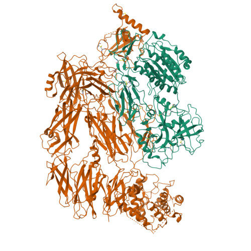 RCSB PDB - 9U5Z: C3 convertases zymogen C4b2 in activation state