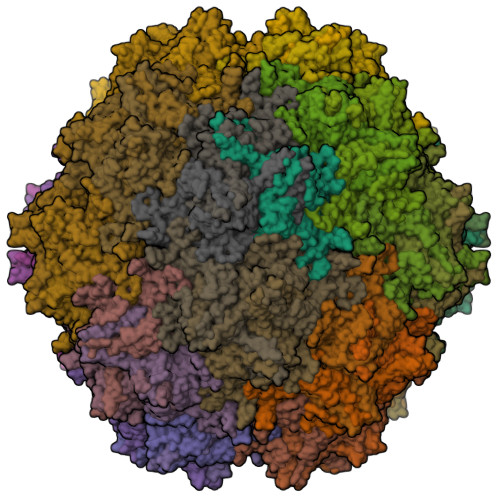 RCSB PDB - 9UMB: Structure of Modified adeno-associated viral vector ...