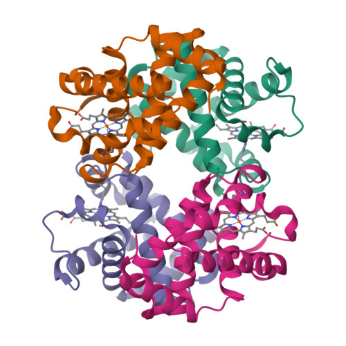 RCSB PDB - 9VIB: cryo-EM structure of human haemoglobin in the R2 ...