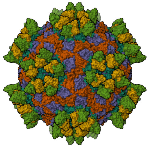 RCSB PDB - 9WPH: Complex of FMDV O/18074 and porcine-derived ...