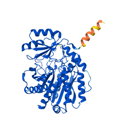 RCSB PDB - AF_AFP00730F1: Computed structure model of Carboxypeptidase A1