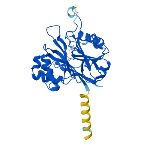 RCSB PDB - AF_AFP11936F1: Computed structure model of Deoxyribonuclease-1