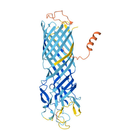 RCSB PDB - AF_AFQ46409F1: Computed structure model of Major outer ...