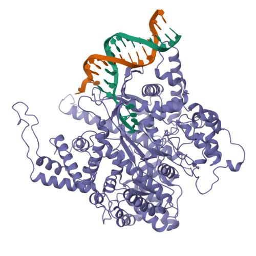 RCSB PDB - 1CEZ: CRYSTAL STRUCTURE OF A T7 RNA POLYMERASE-T7 PROMOTER ...