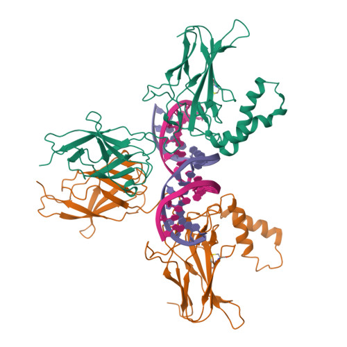 RCSB PDB - 7CLI: Structure of NF-kB p52 homodimer bound to P-Selectin ...