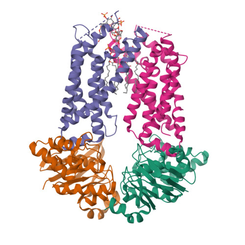 RCSB PDB - 7EFO: LptB2FG-LPS from Klebsiella pneumoniae in nanodiscs