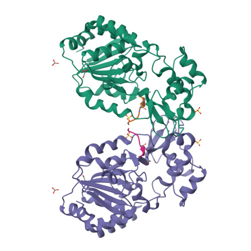 RCSB PDB - 3GLR: Crystal Structure of human SIRT3 with acetyl-lysine ...