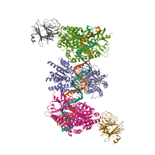 RCSB PDB - 7JL2: Cryo-EM structure of MDA5-dsRNA filament in complex ...