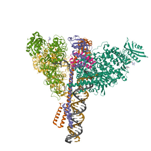 RCSB PDB - 7RDX: SARS-CoV-2 replication-transcription complex bound to nsp13 helicase - nsp13(2 ...