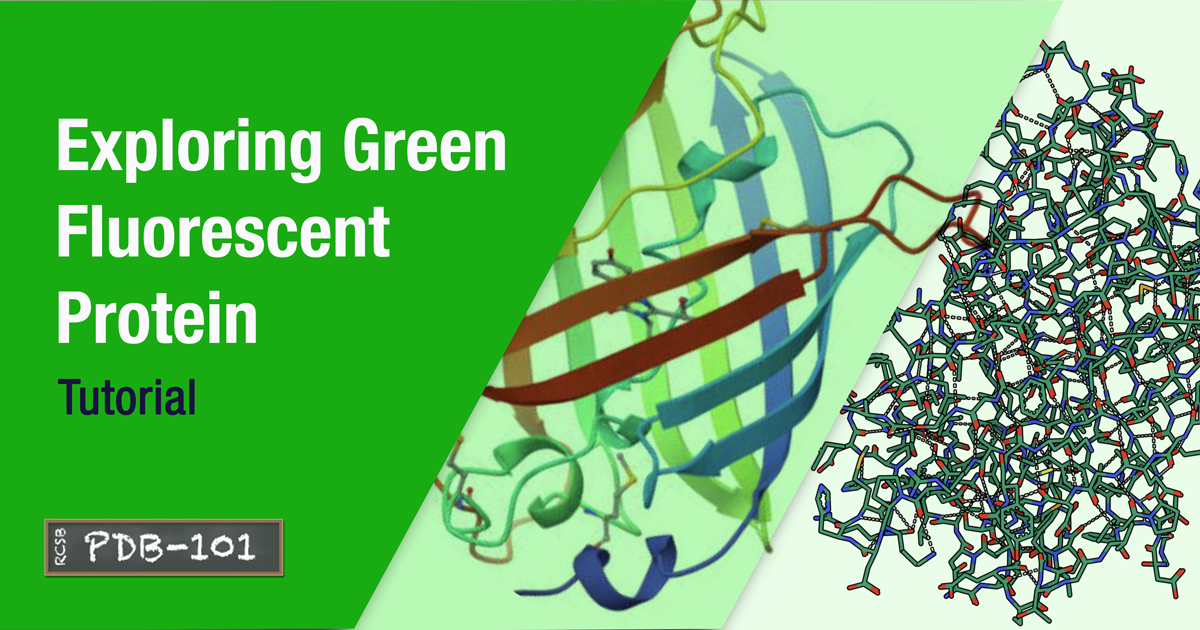 PDB-101: Learn: Other Resources: Exploring Green Fluorescent Protein Tutorial