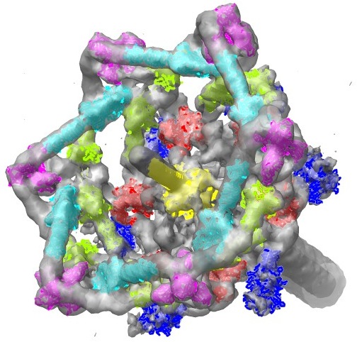 PDB-101: Learning Resources: Methods for Determining Structure